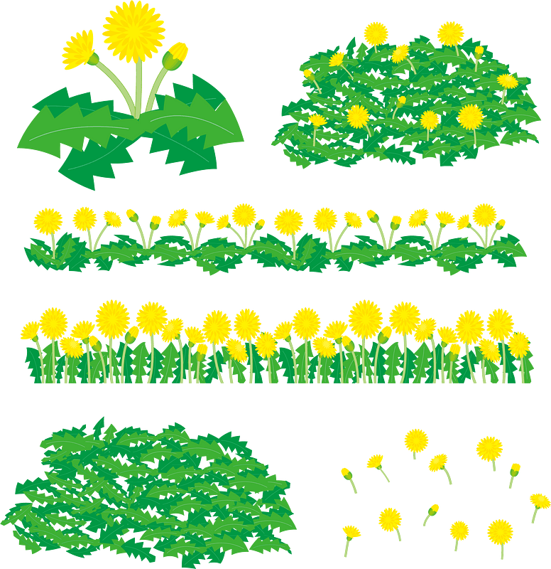 Dandelion Flower vector. Free download. | Creazilla