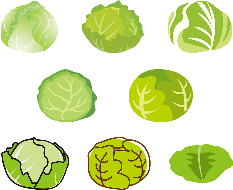 Cabbage Vegetable vector. Free download. | Creazilla