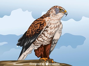 Ferruginous Hawk vector