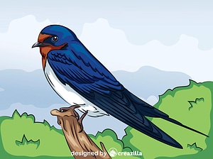 Barn Swallow - Free vector images on creazilla.com