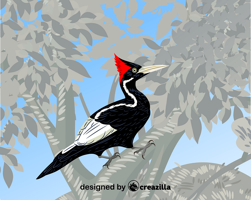 Ivory-billed woodpecker vector. Free download. | Creazilla Ivory-billed woodpecker vector. Free download. | Creazilla
